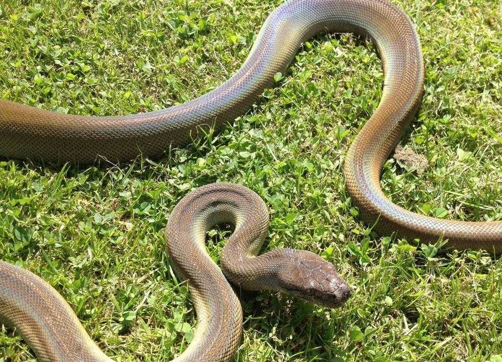 Apodora (Liasis) papuana | Reptile Forums