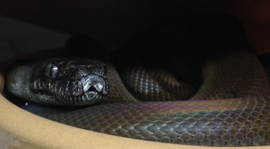 Apodora (Liasis) papuana | Reptile Forums
