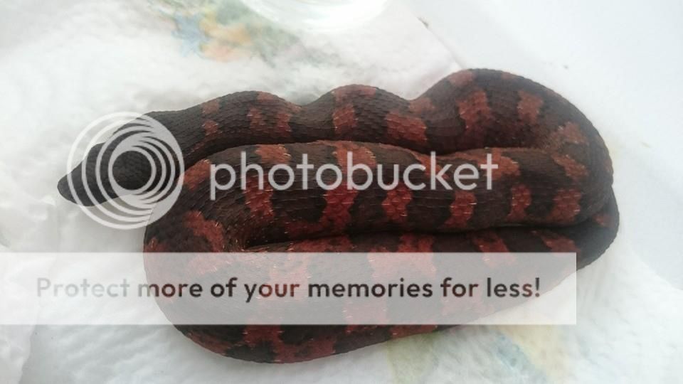 Viper Boas/Ground Boas | Reptile Forums