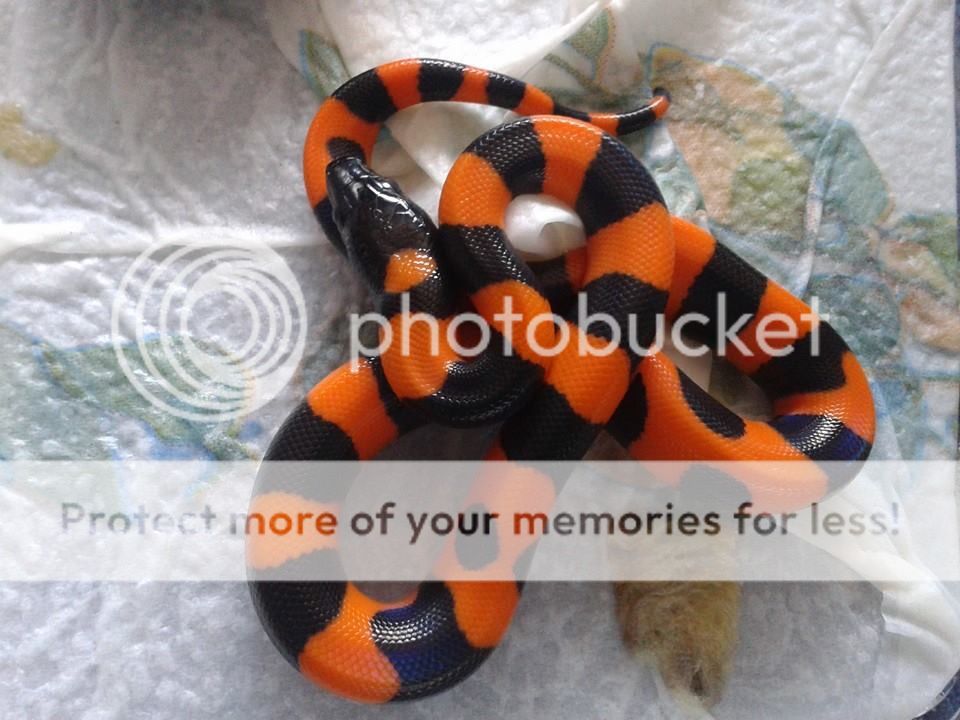 CB14 Ringed pythons | Reptile Forums