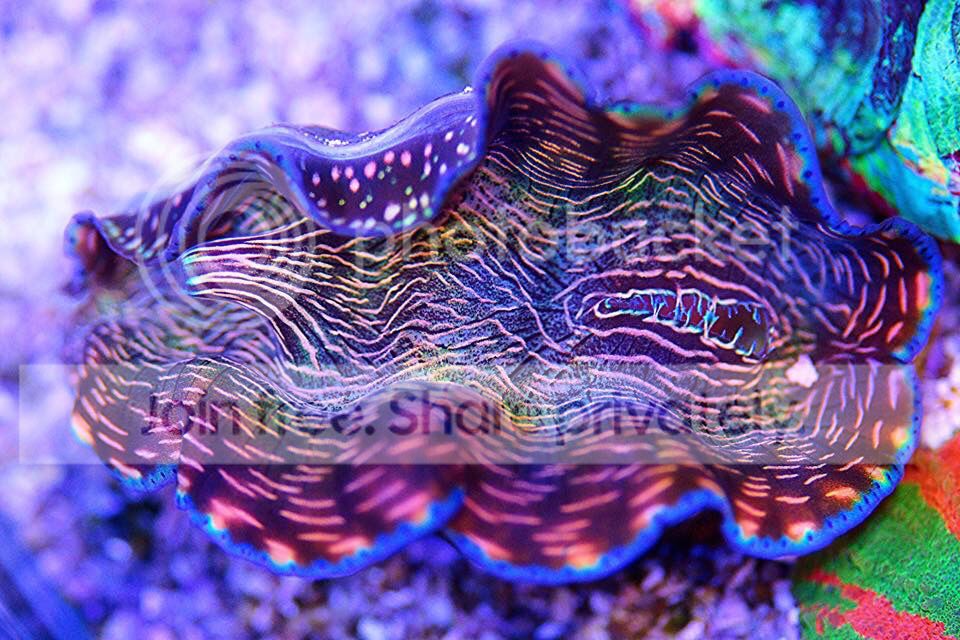 Lets see those CLAM photos! Clams that you have, had, or even ...