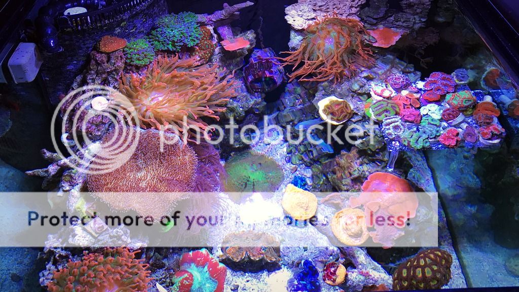 Cube Build - Show off those great CUBE TANK AQUASCAPES! | Reef2Reef